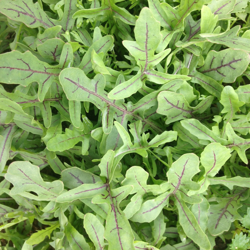 Rocket Seeds Dragons Tongue